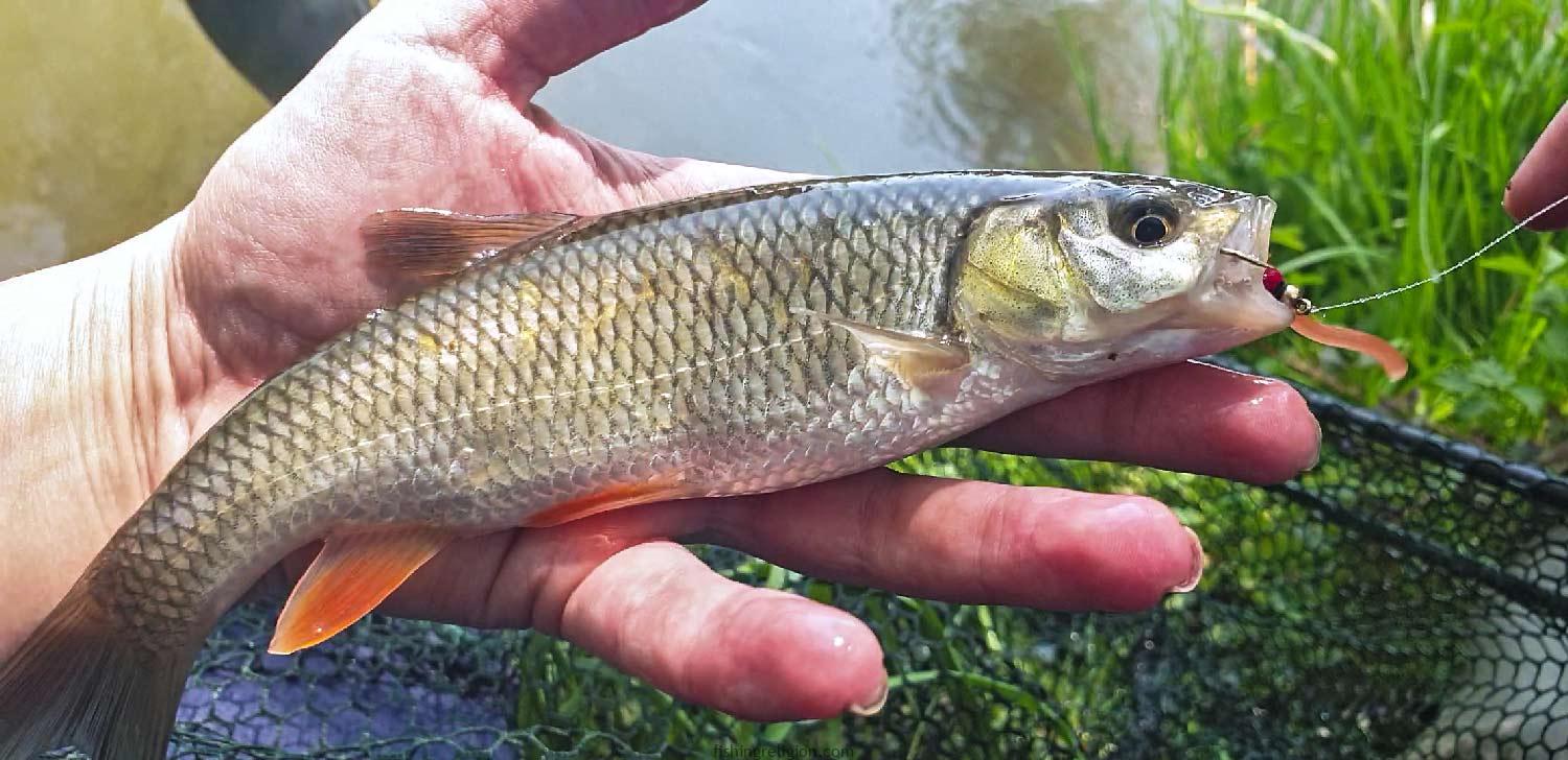 Chub fly fishing on a small river – FR Blog